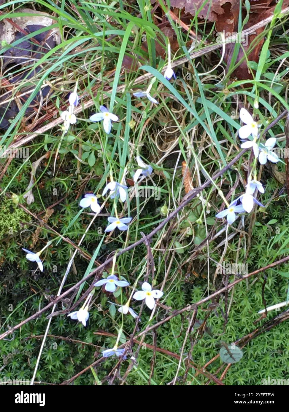 azure bluet (Houstonia caerulea Stock Photo - Alamy