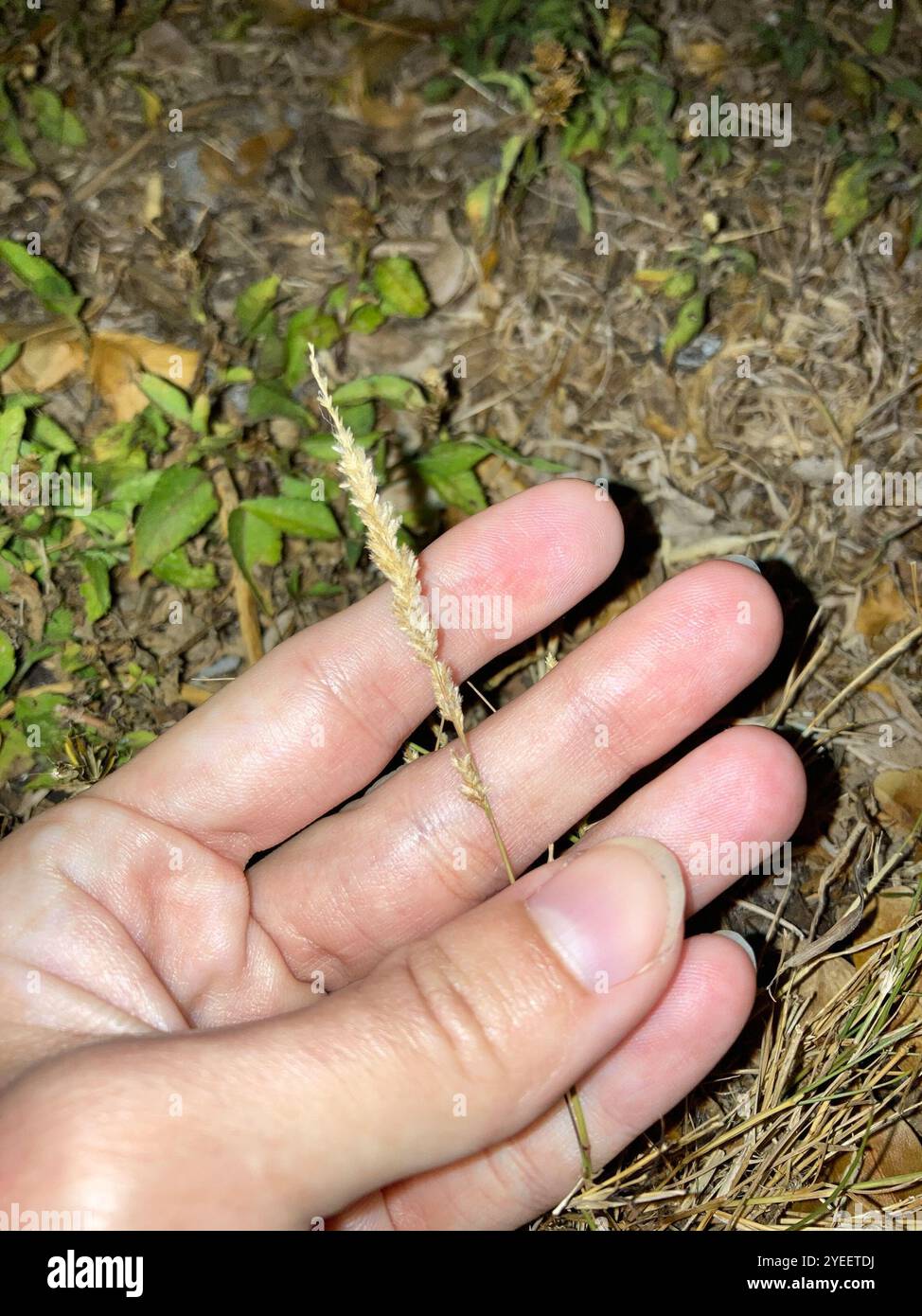 Gophertail Lovegrass (Eragrostis ciliaris Stock Photo - Alamy