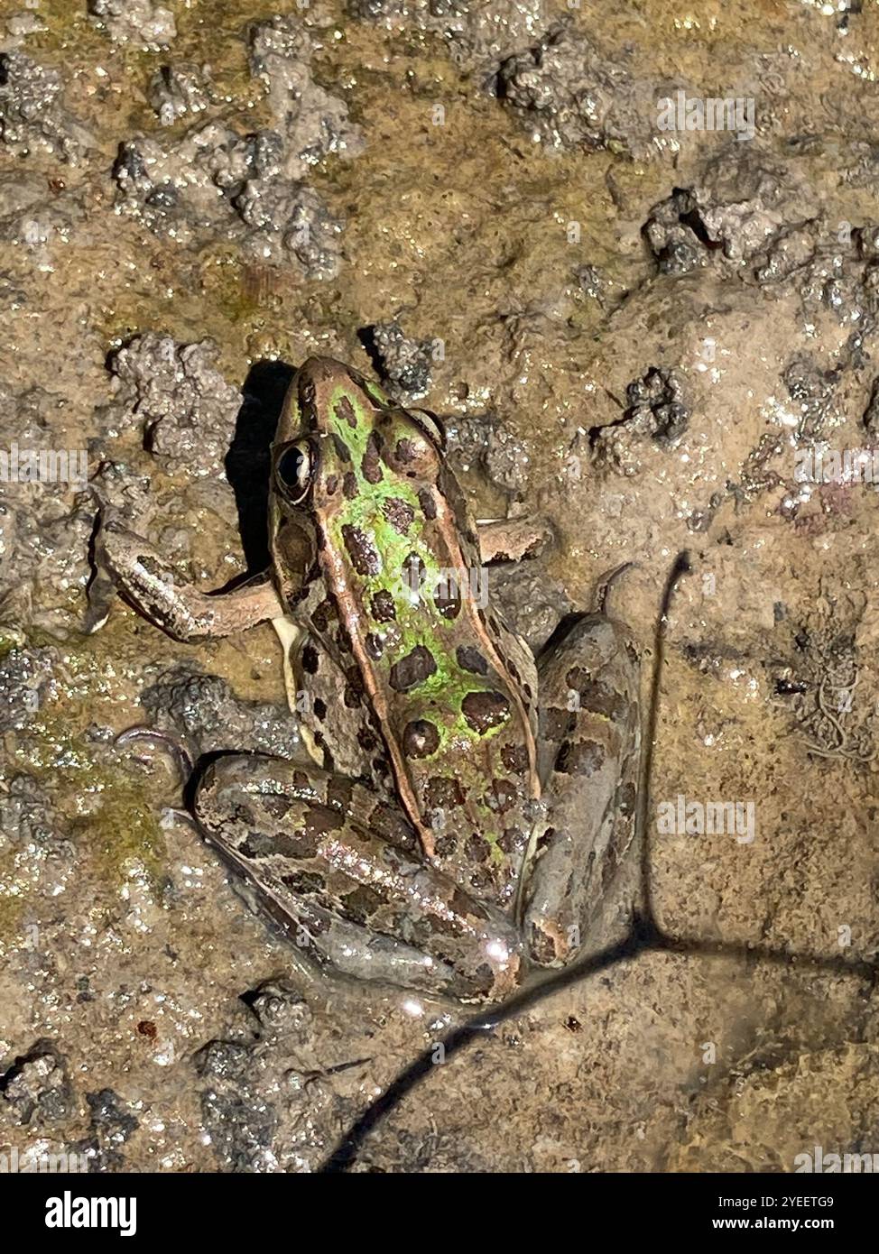 Southern Leopard Frog (Lithobates sphenocephalus Stock Photo - Alamy