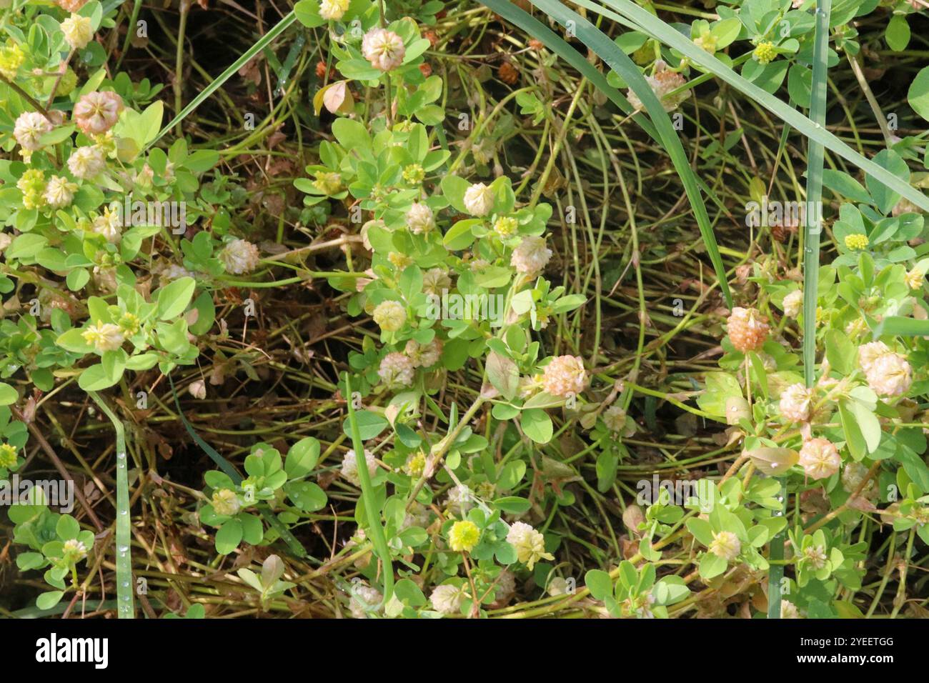 hop trefoil (Trifolium campestre Stock Photo - Alamy