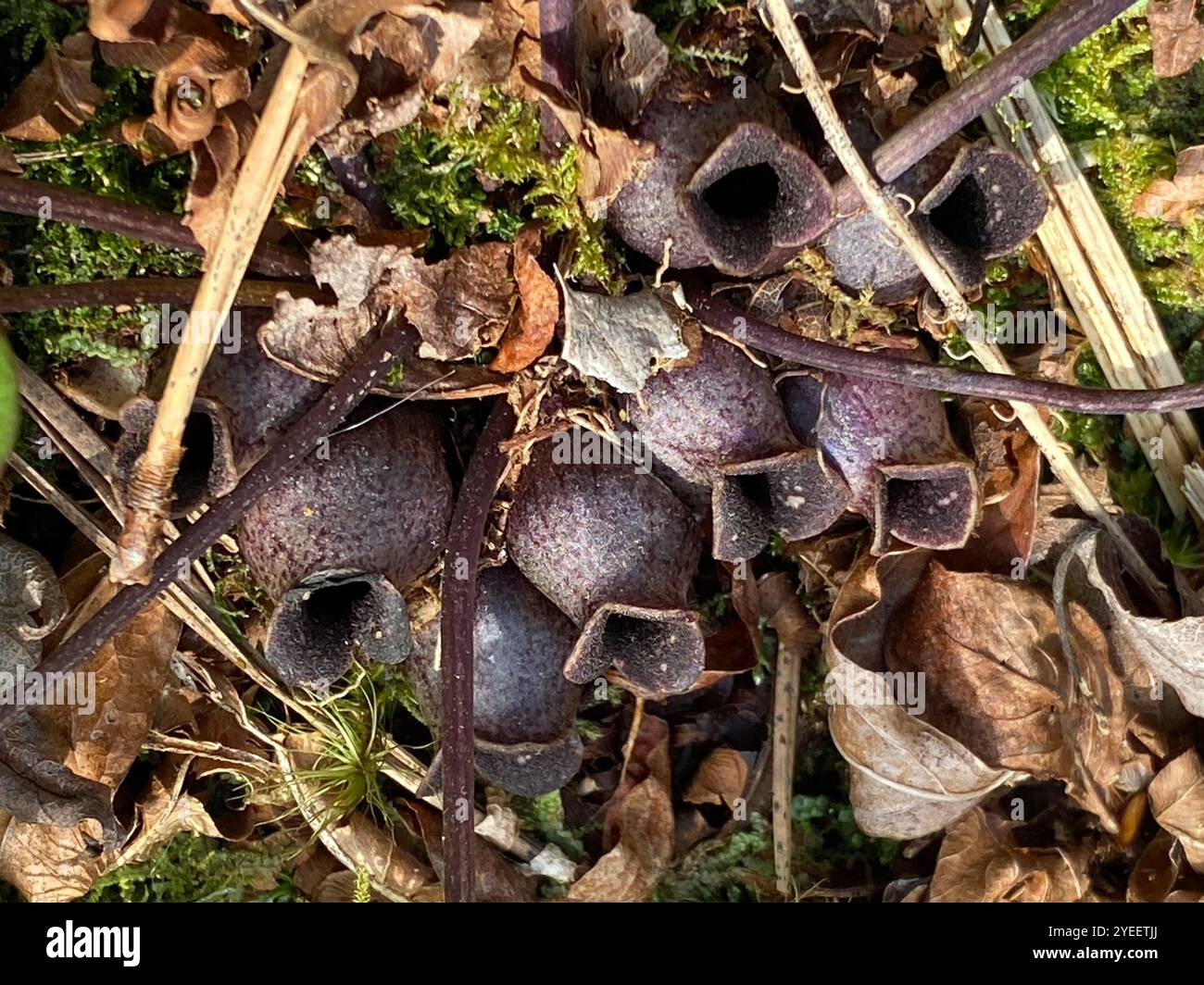 French Broad heartleaf (Hexastylis rhombiformis Stock Photo - Alamy