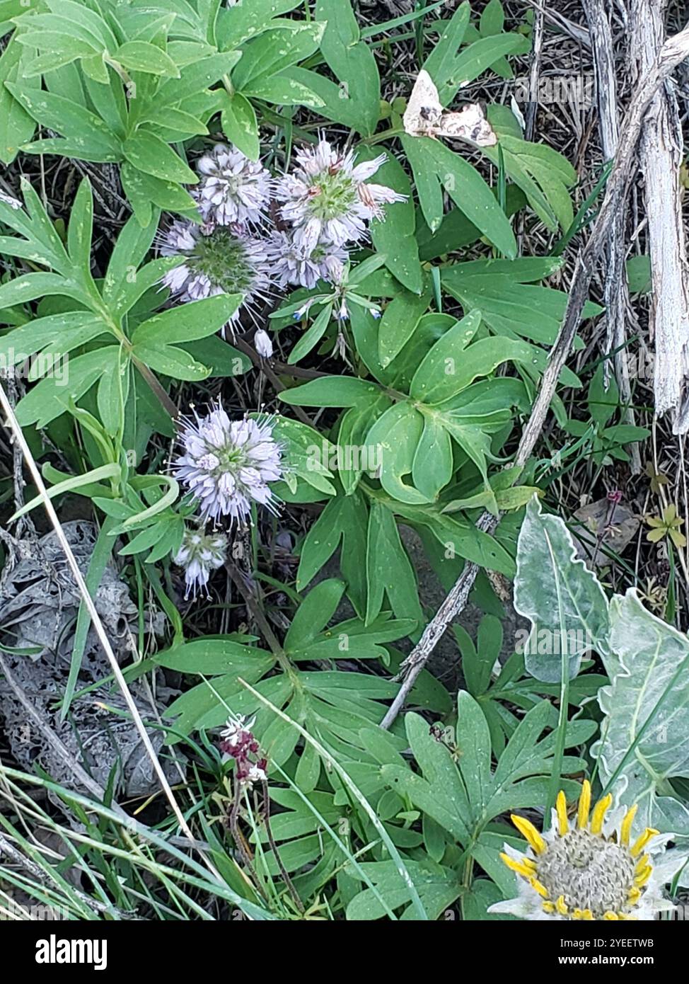 ballhead waterleaf (Hydrophyllum capitatum Stock Photo - Alamy