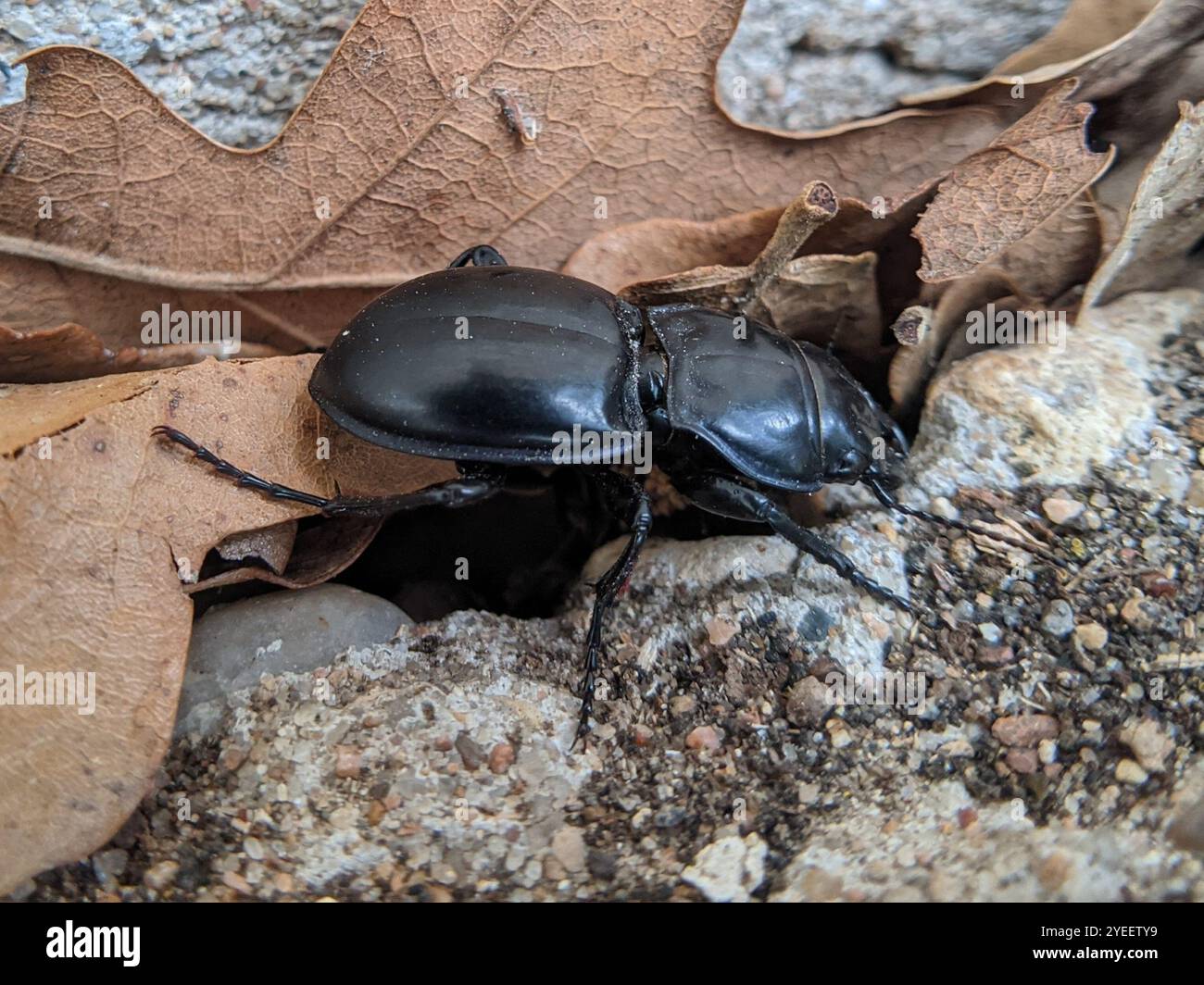 Warrior Beetles (Pasimachus Stock Photo - Alamy