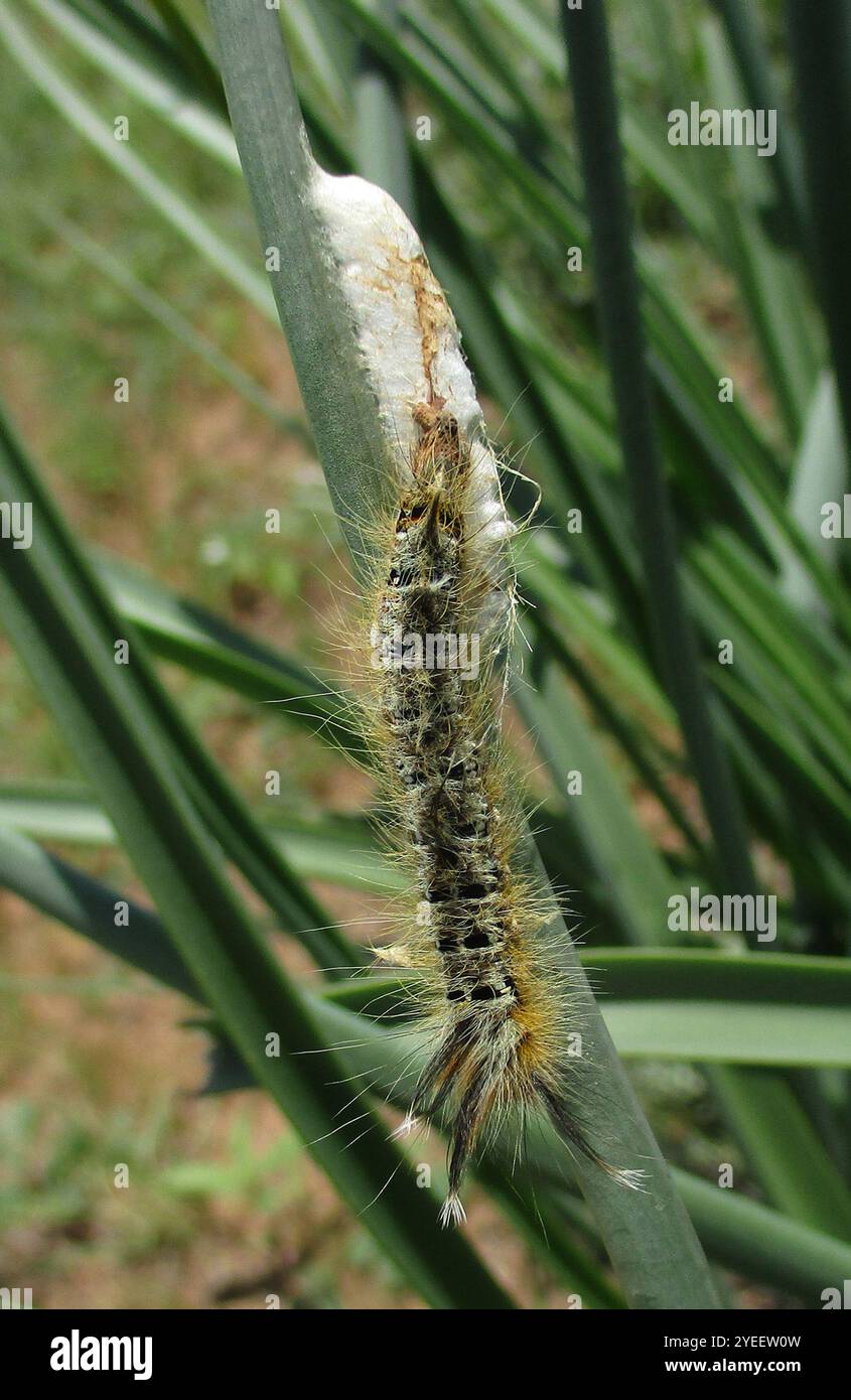 Tussock Moths (Lymantriinae Stock Photo - Alamy