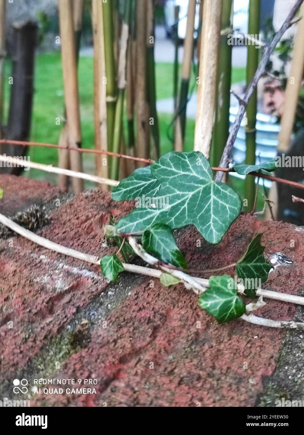 Atlantic Ivy (Hedera hibernica Stock Photo - Alamy