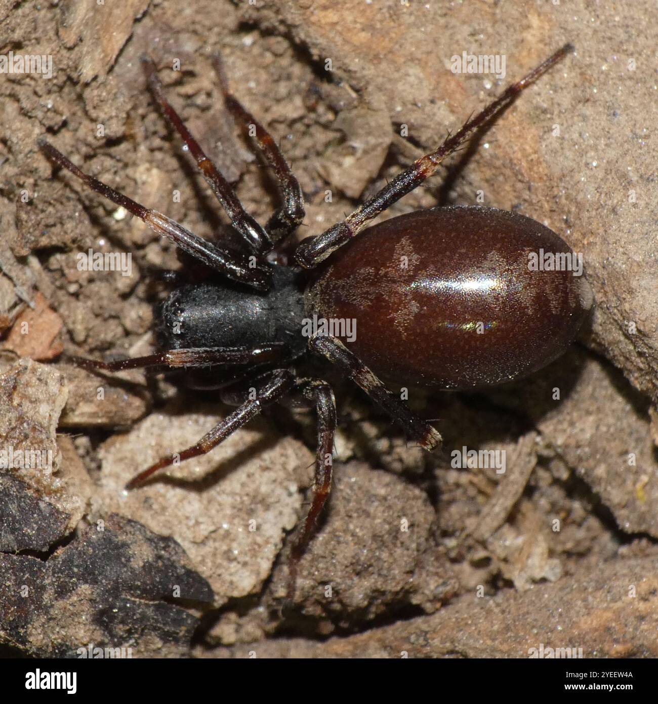 Ant-eating Spiders (Zodariidae Stock Photo - Alamy