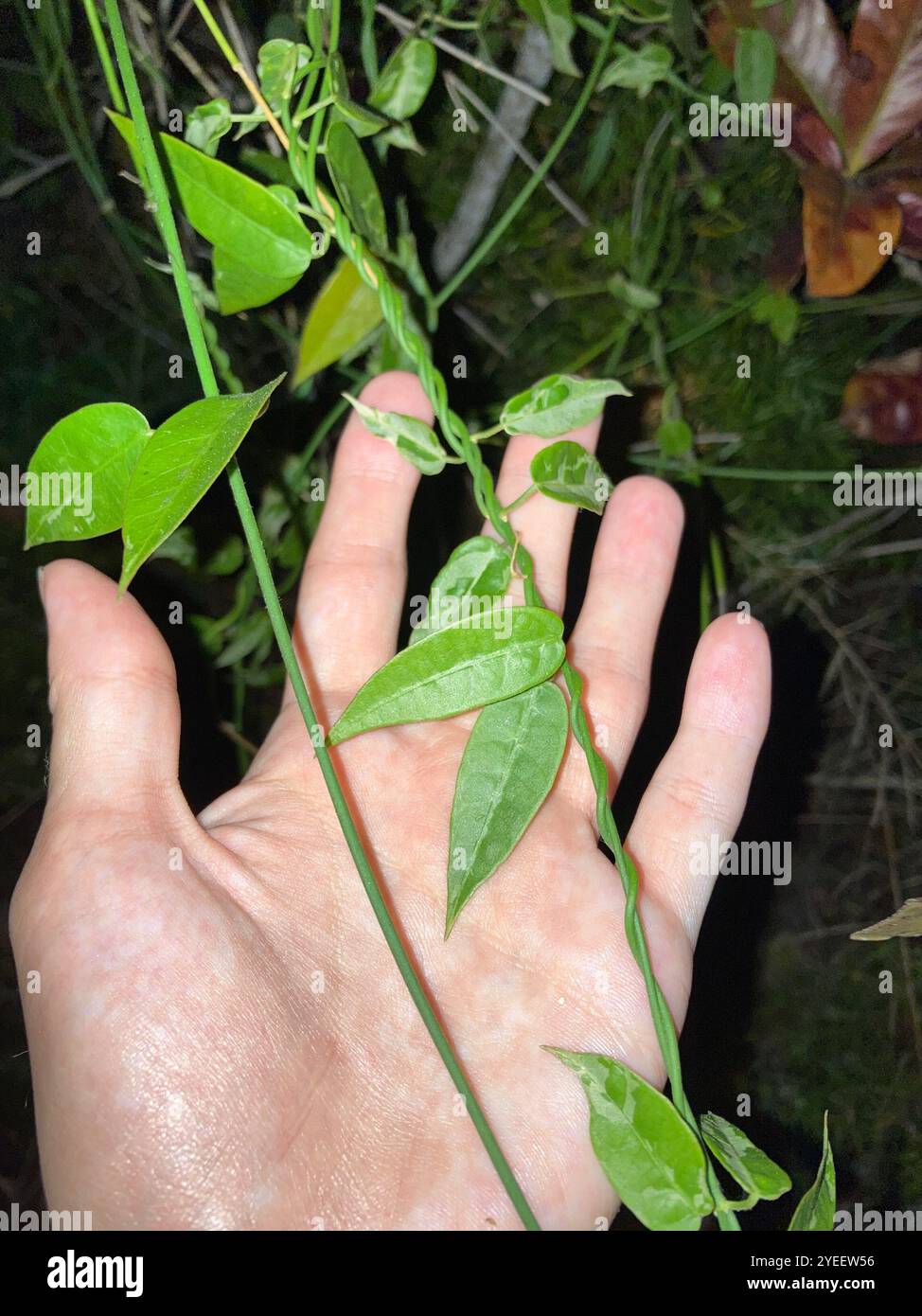 white twinevine (Funastrum clausum Stock Photo - Alamy