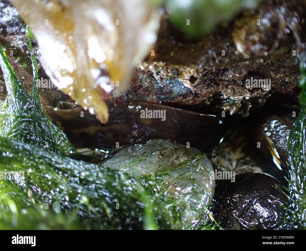 Black Prickleback (Xiphister atropurpureus Stock Photo - Alamy