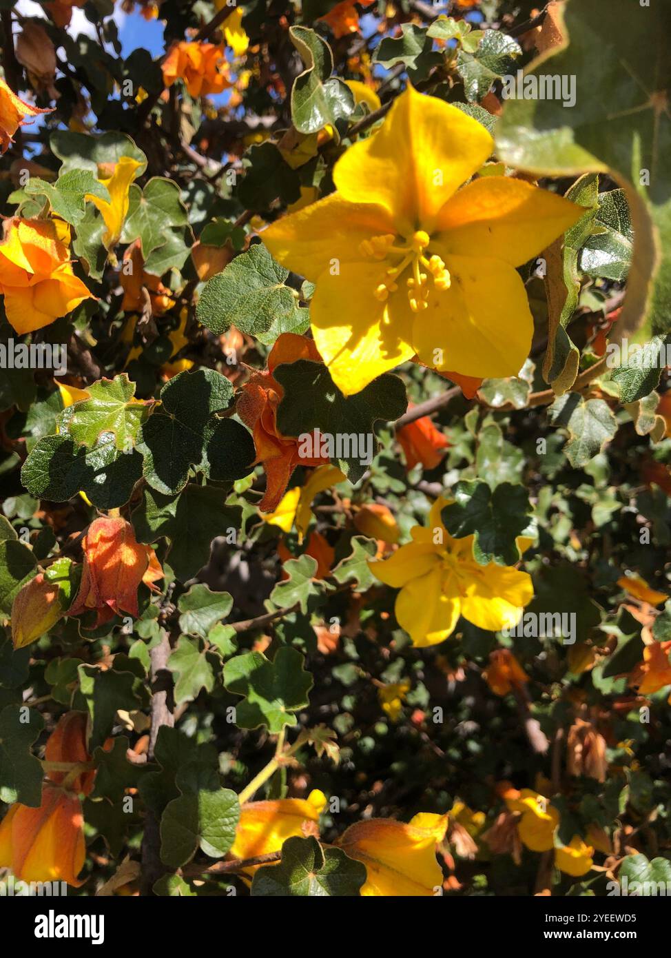 flowering plants (Angiospermae Stock Photo - Alamy
