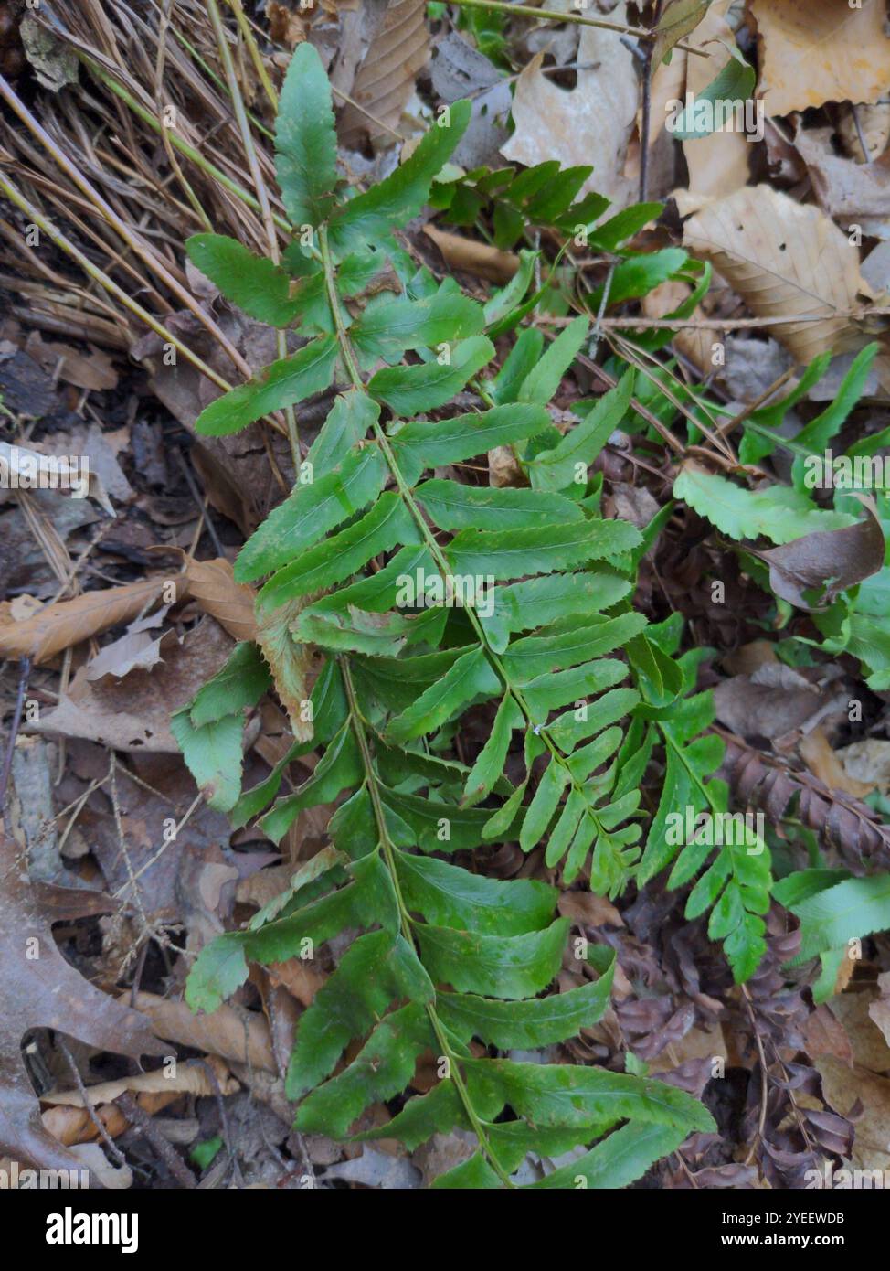 Christmas fern (Polystichum acrostichoides Stock Photo - Alamy