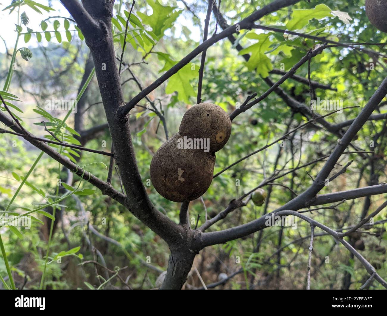 valley oak (Quercus lobata Stock Photo - Alamy
