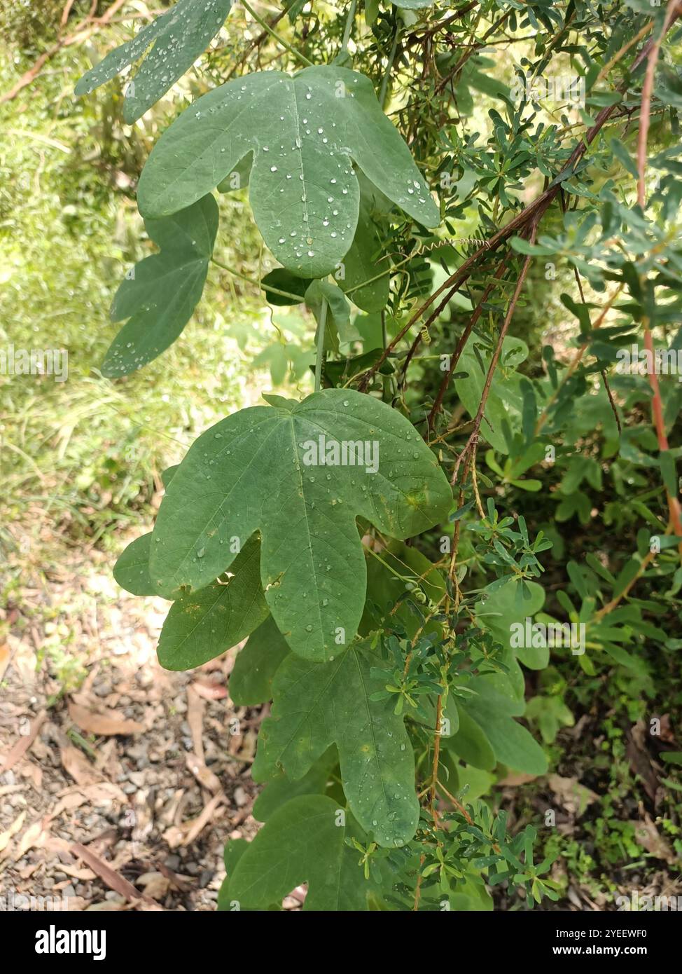Passiflora subpeltata hi-res stock photography and images - Alamy