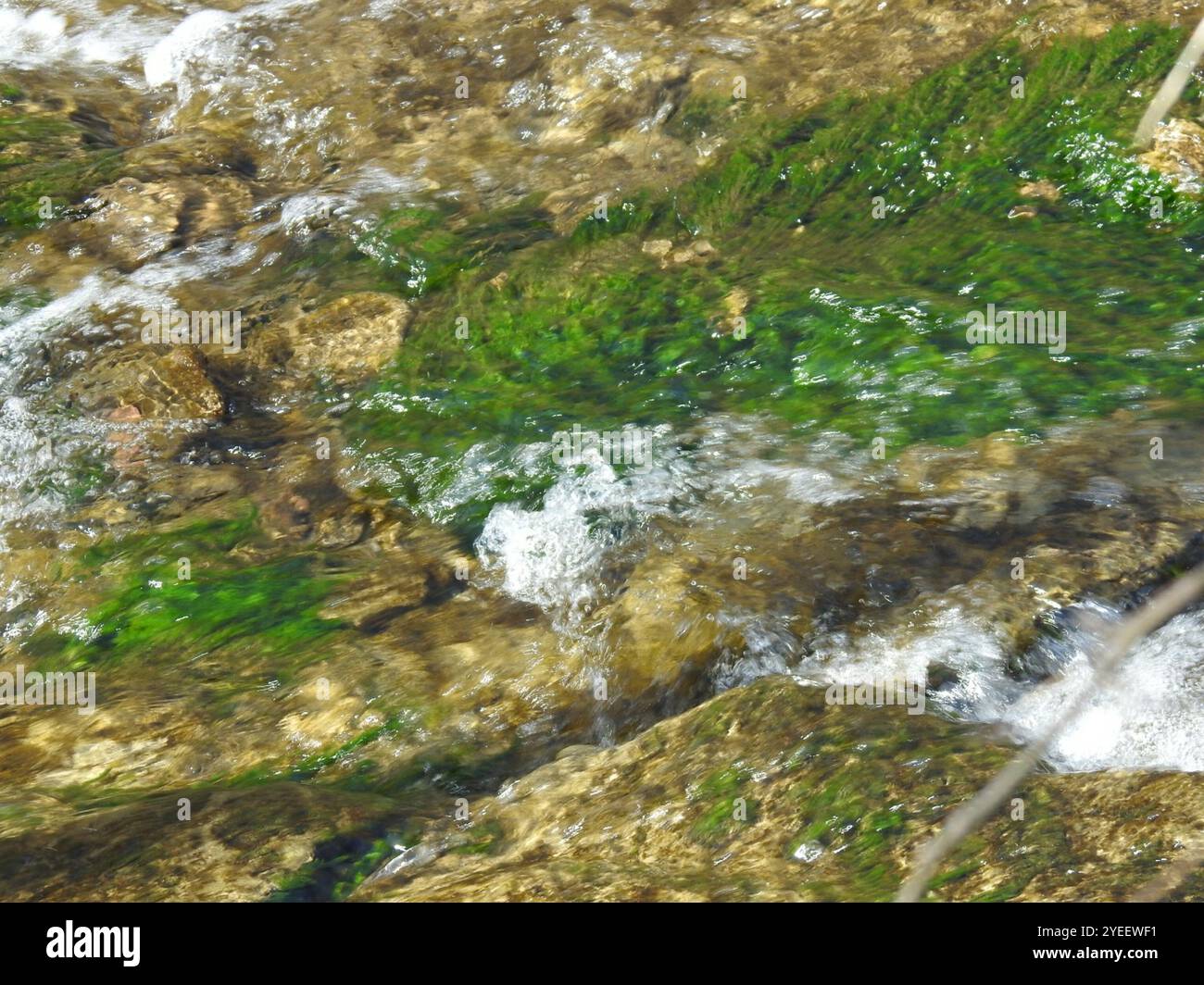 green algae (Chlorophyta Stock Photo - Alamy