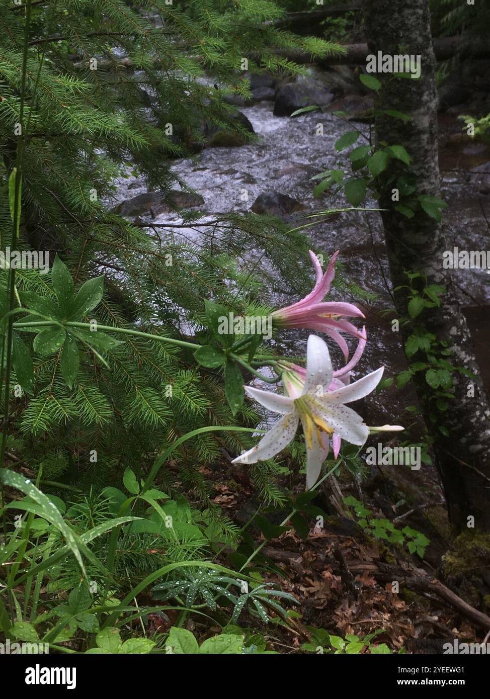 Purple-flowered Washington Lily (Lilium washingtonianum purpurascens ...