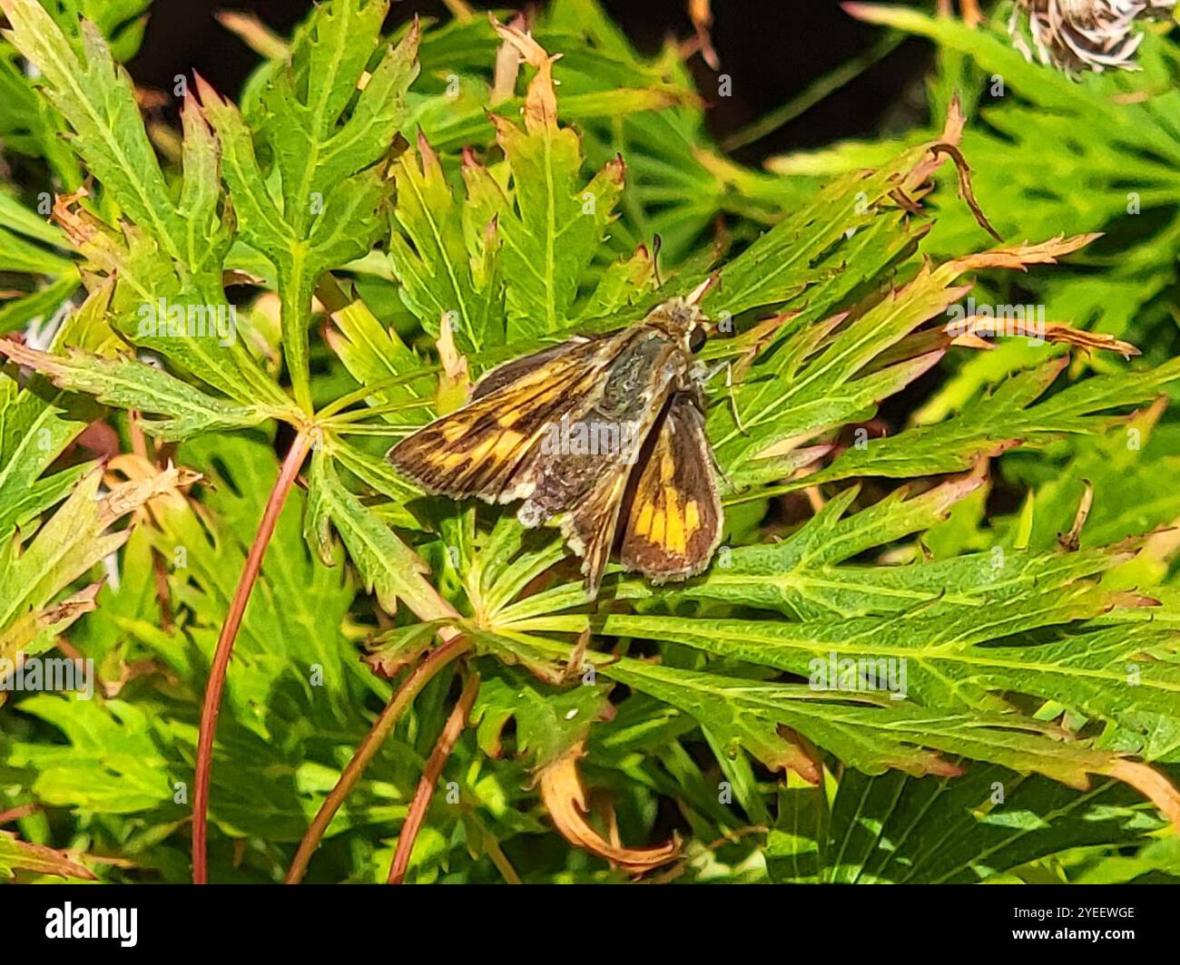 Northern Fiery Skipper (Hylephila phyleus phyleus Stock Photo - Alamy