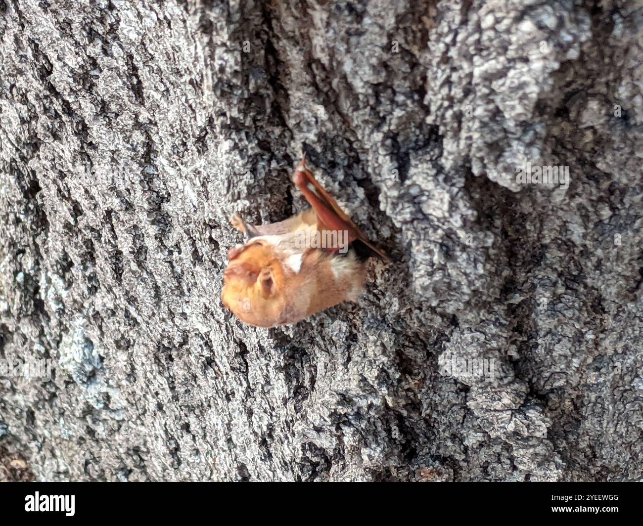 Eastern Red Bat (Lasiurus borealis Stock Photo - Alamy