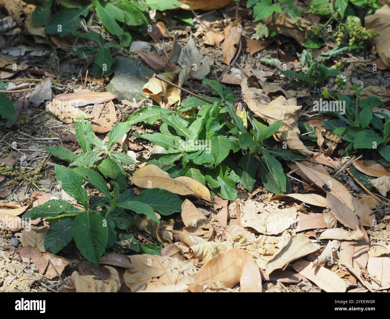 Elephantopus mollis hi-res stock photography and images - Alamy