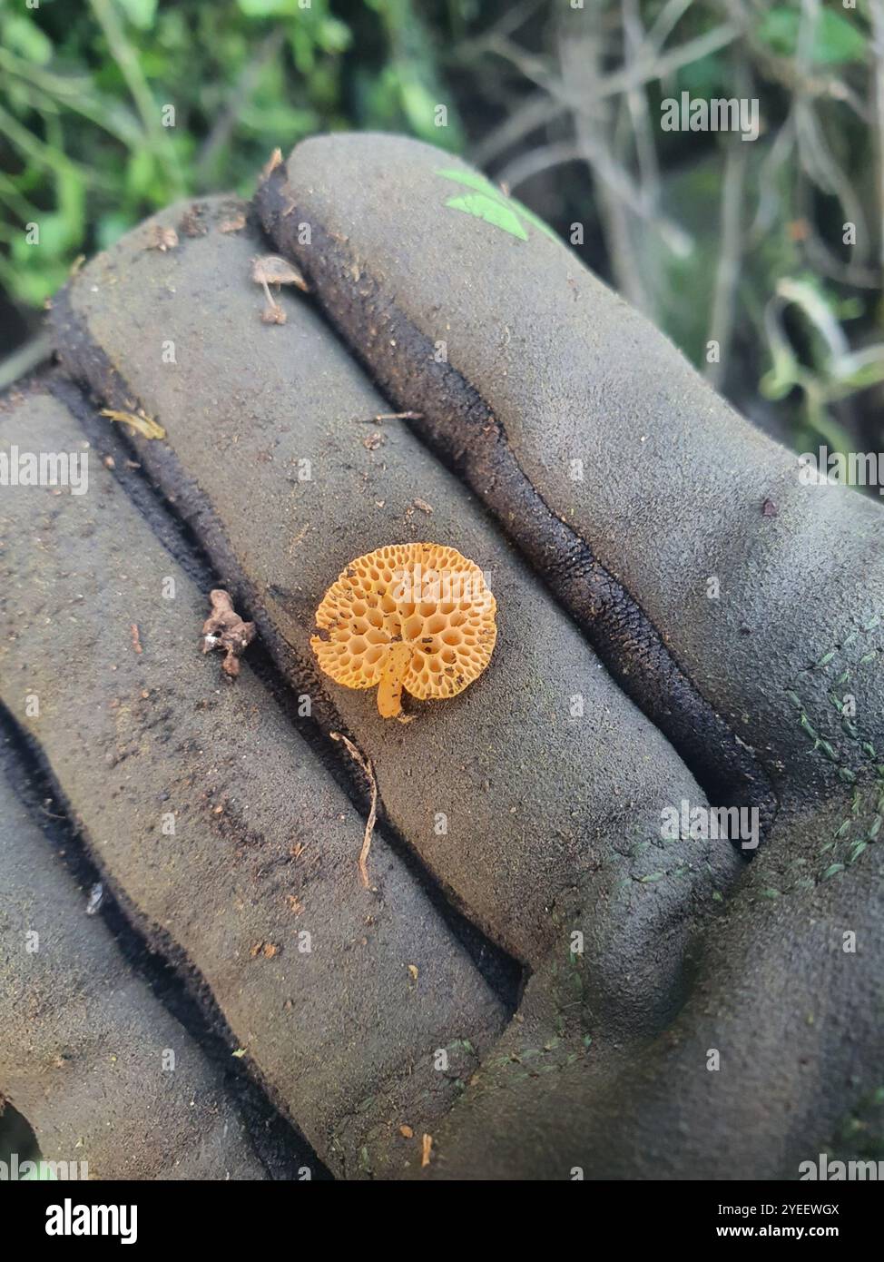 Favolaschia claudopus hi-res stock photography and images - Alamy