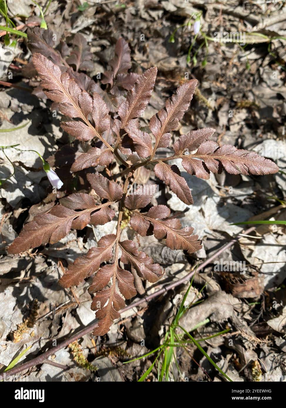 Cutleaf Grapefern (Sceptridium dissectum Stock Photo - Alamy