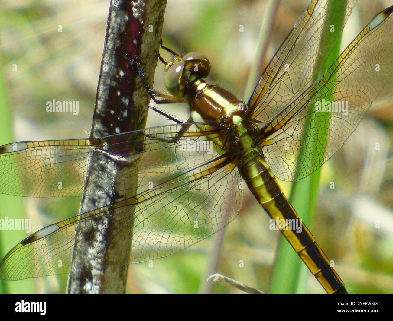 Spangled skimmer hi-res stock photography and images - Alamy