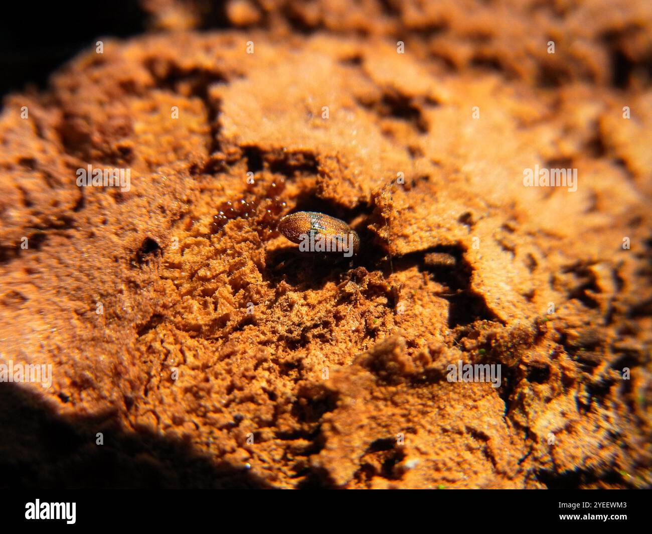 Orchestes hi-res stock photography and images - Alamy