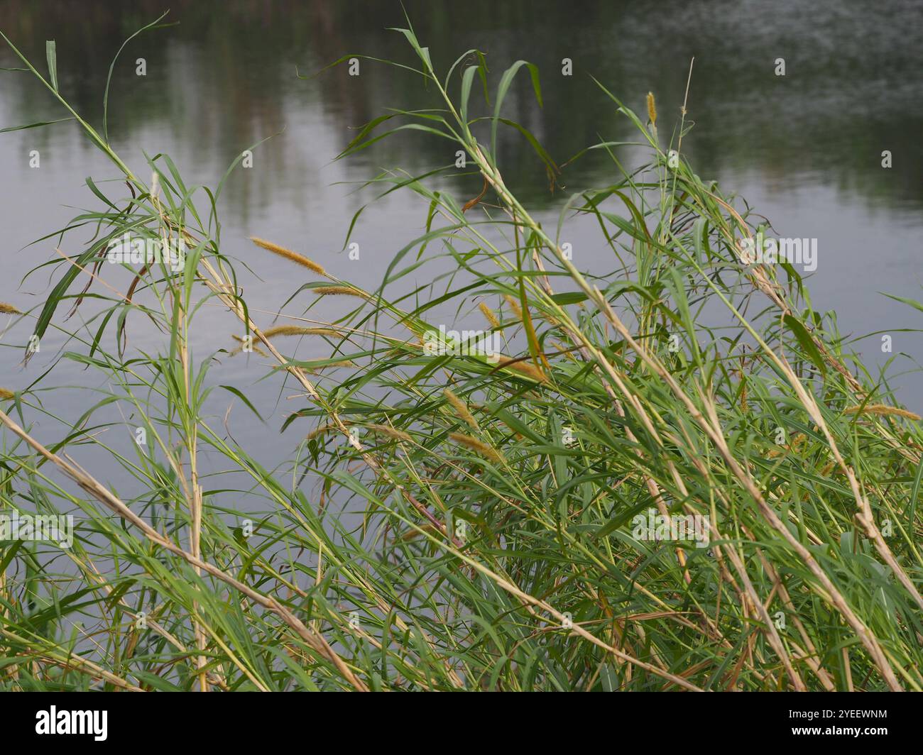napier grass (Cenchrus purpureus Stock Photo - Alamy