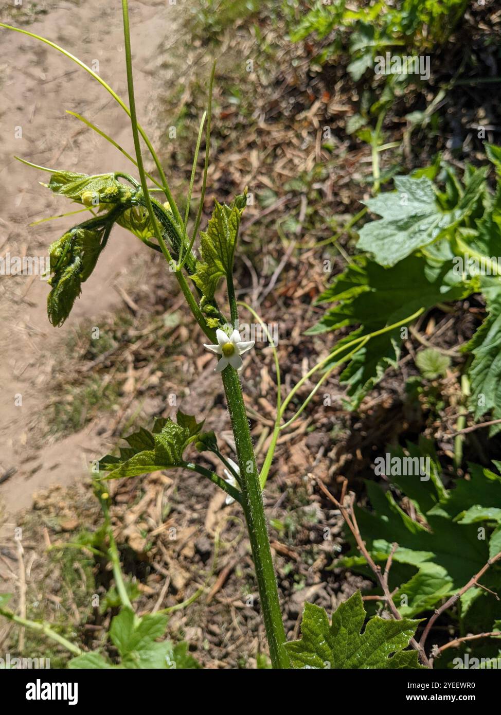 coastal manroot (Marah oregana Stock Photo - Alamy