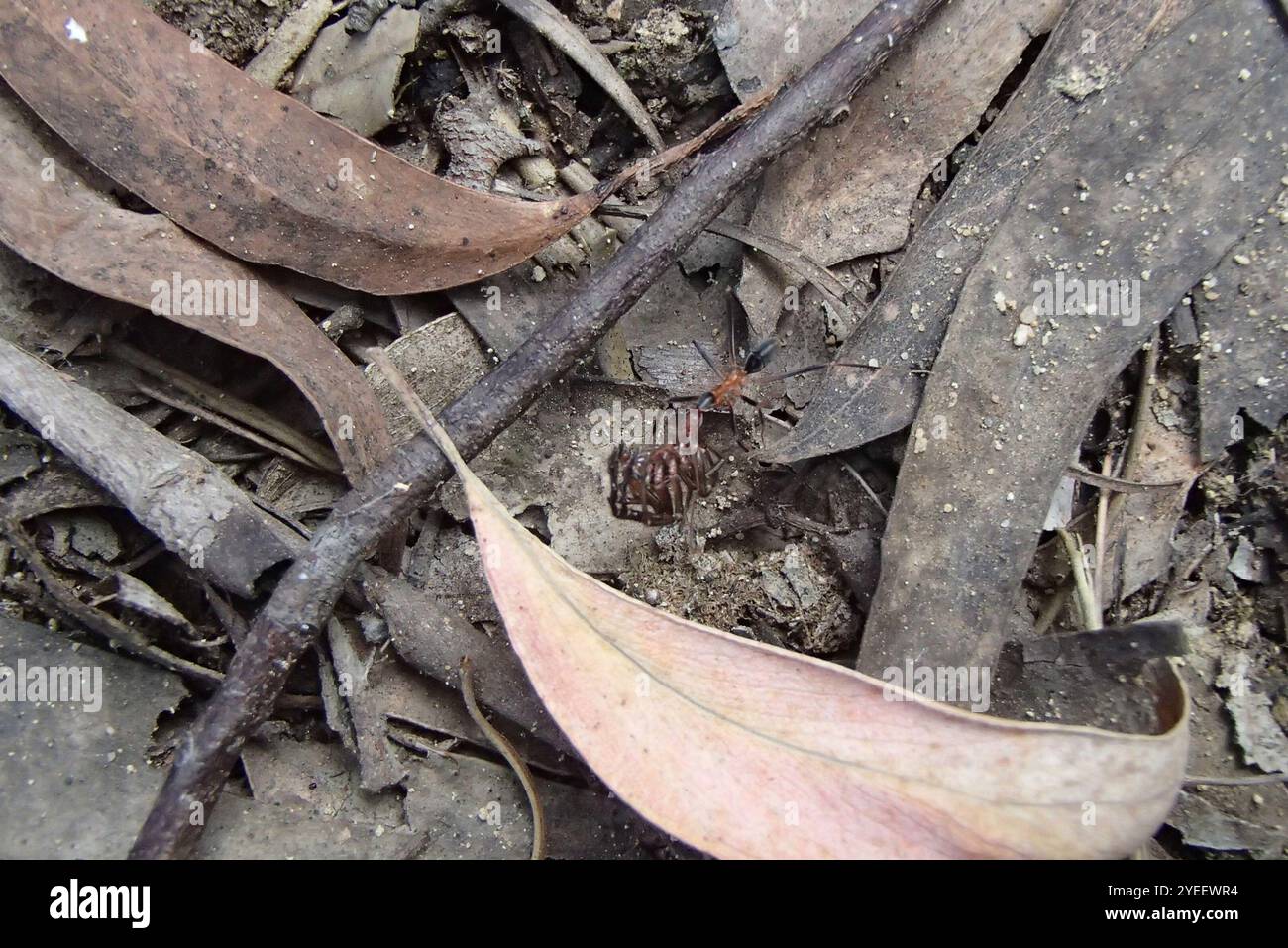 Spider Ants (Leptomyrmex Stock Photo - Alamy