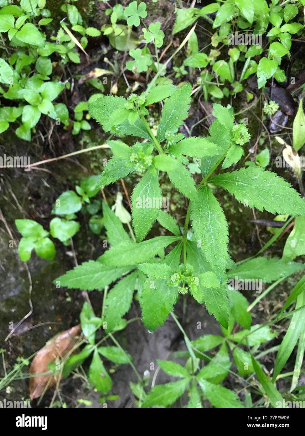 Black Snakeroot (Sanicula canadensis Stock Photo - Alamy