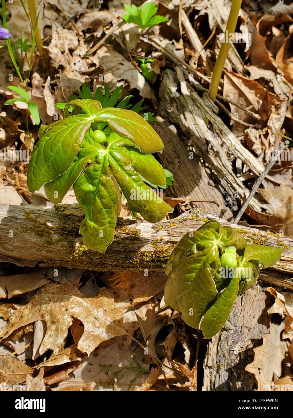 mayapple (Podophyllum peltatum Stock Photo - Alamy