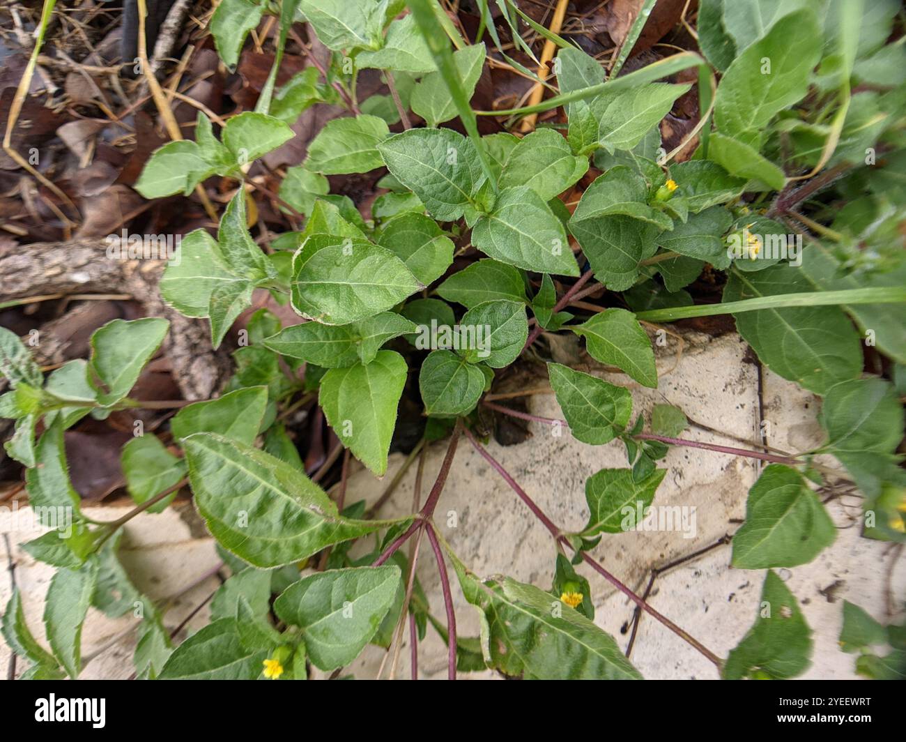 straggler daisy (Calyptocarpus vialis Stock Photo - Alamy