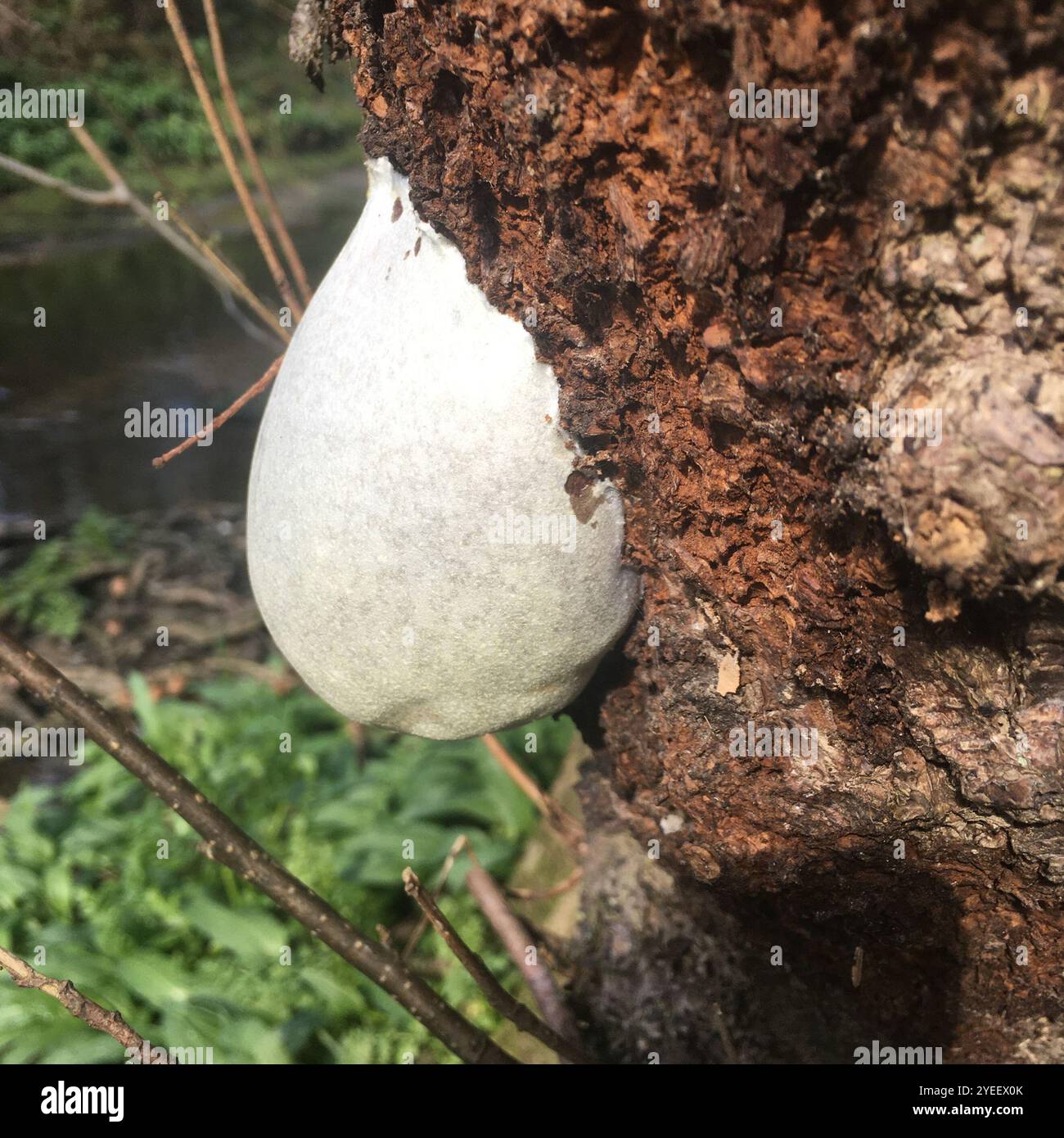 False Puffball (Reticularia lycoperdon Stock Photo - Alamy