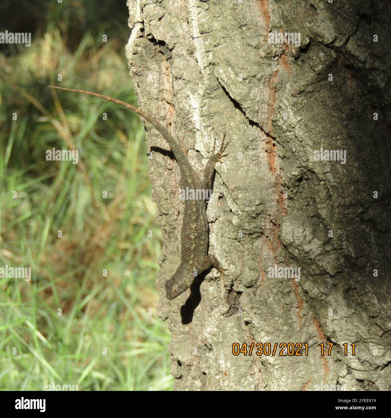 Western Fence Lizard (Sceloporus occidentalis Stock Photo - Alamy