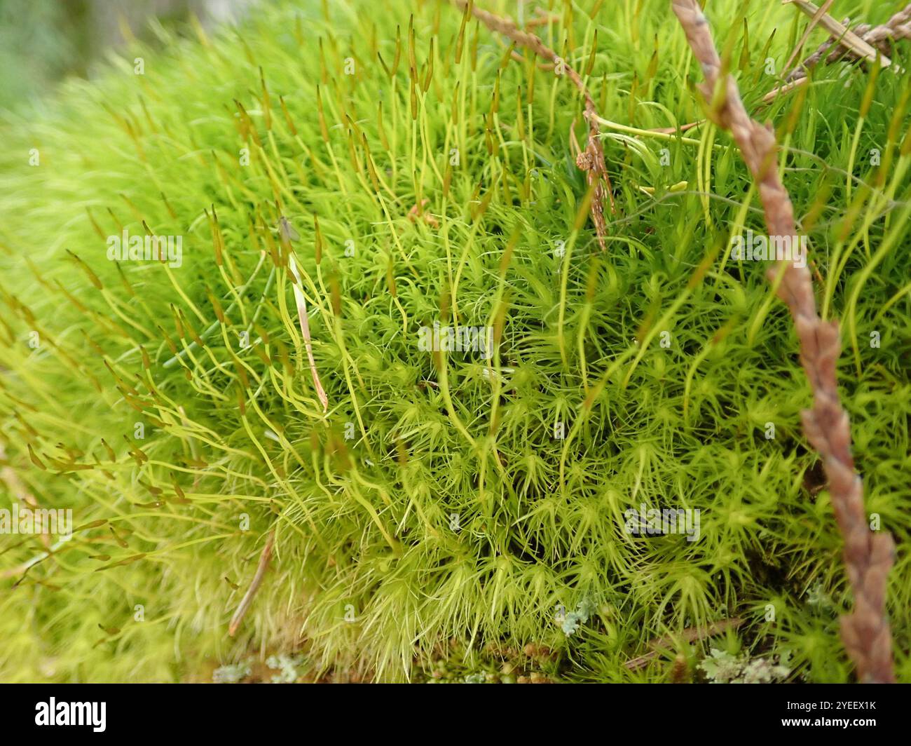 Broom Forkmoss (Dicranum scoparium Stock Photo - Alamy