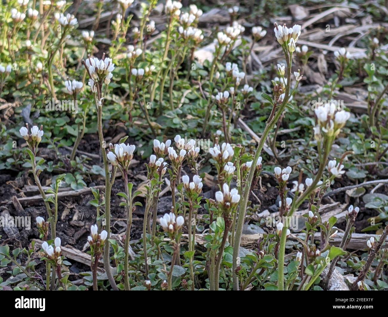 hairy bittercress (Cardamine hirsuta Stock Photo - Alamy