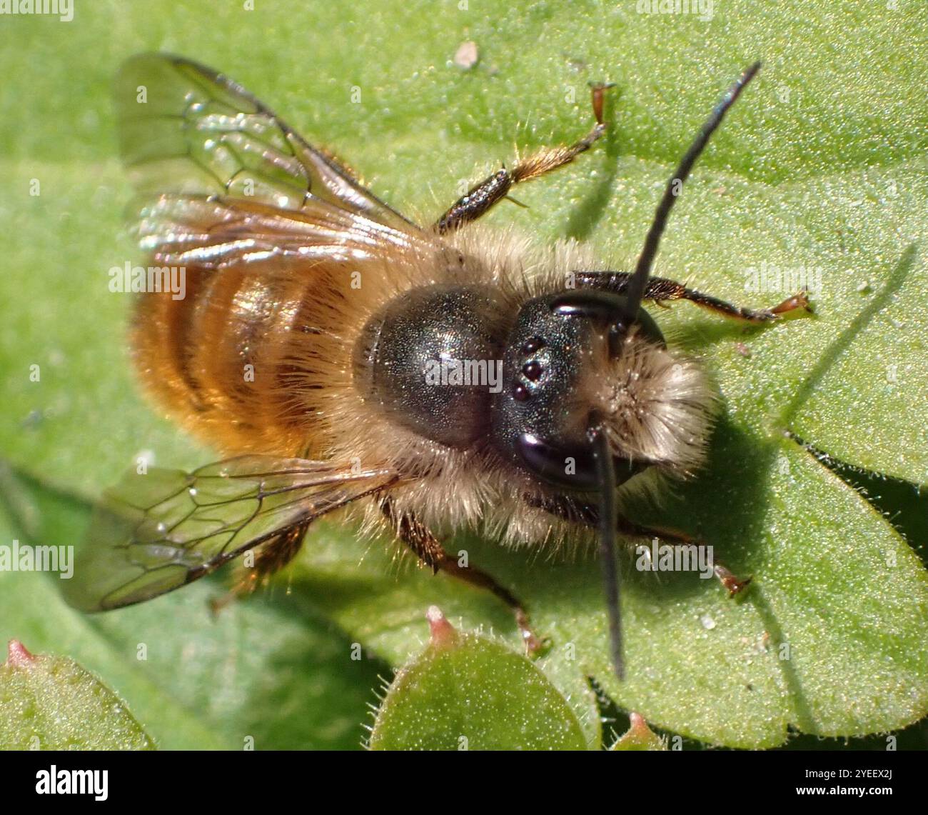 Red Mason Bee (Osmia bicornis Stock Photo - Alamy