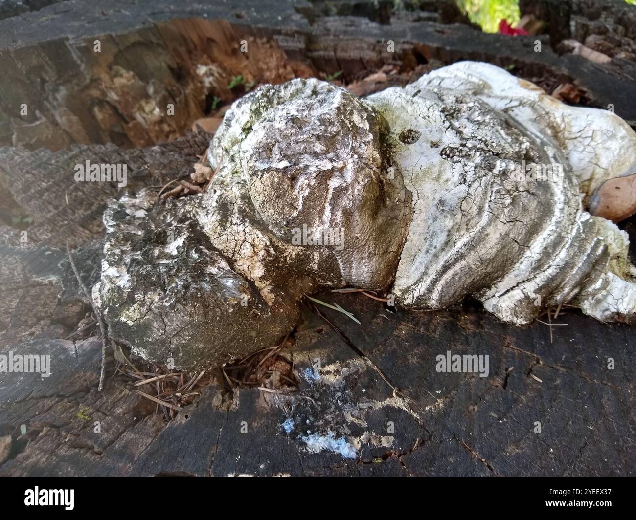 Northern Red Belt (Fomitopsis mounceae Stock Photo - Alamy