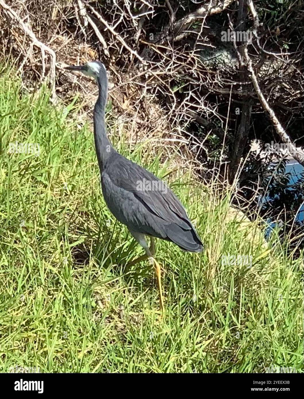 Common White-faced Heron (Egretta novaehollandiae novaehollandiae Stock ...