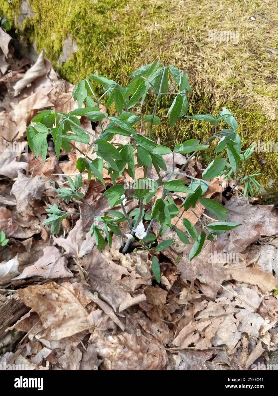 blue cohosh (Caulophyllum thalictroides Stock Photo - Alamy
