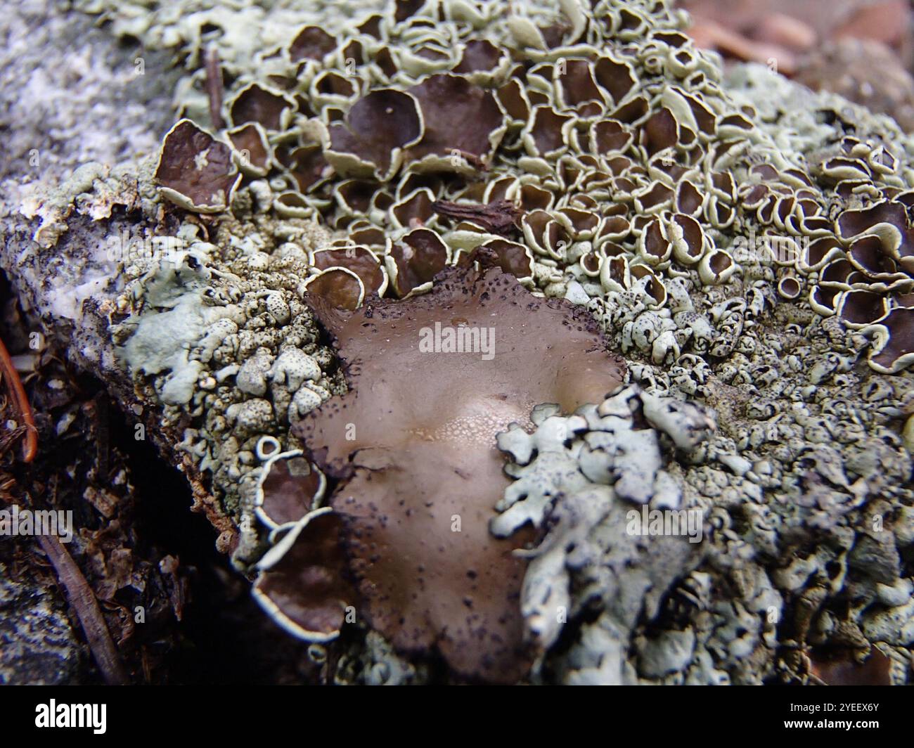common lichens (Lecanoromycetes Stock Photo - Alamy