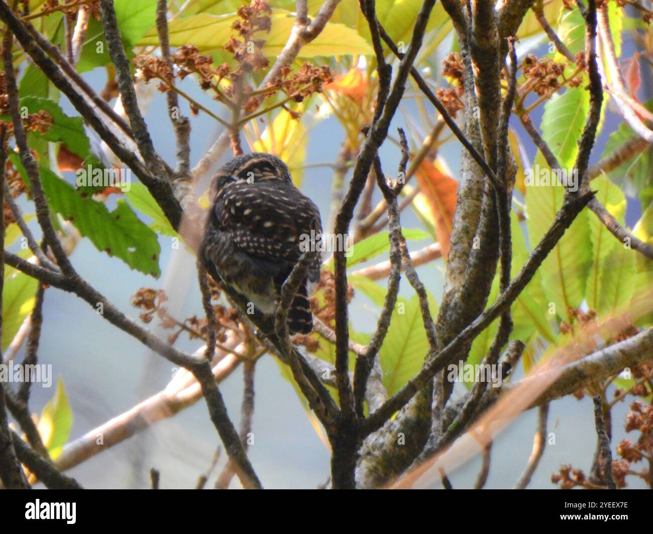 Collared owlet hi-res stock photography and images - Alamy