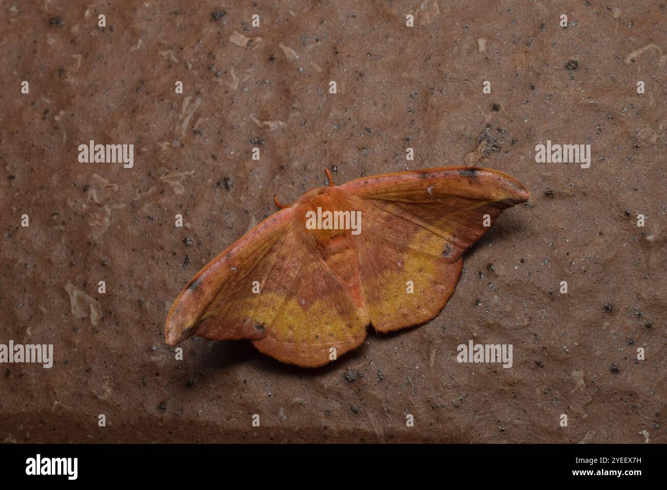 Oreta hi-res stock photography and images - Alamy