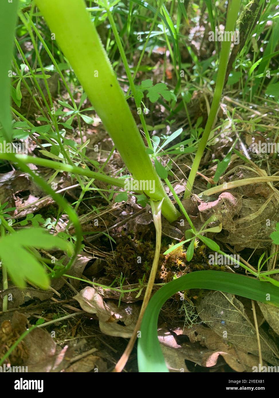 Columbian Larkspur (Delphinium trolliifolium Stock Photo - Alamy