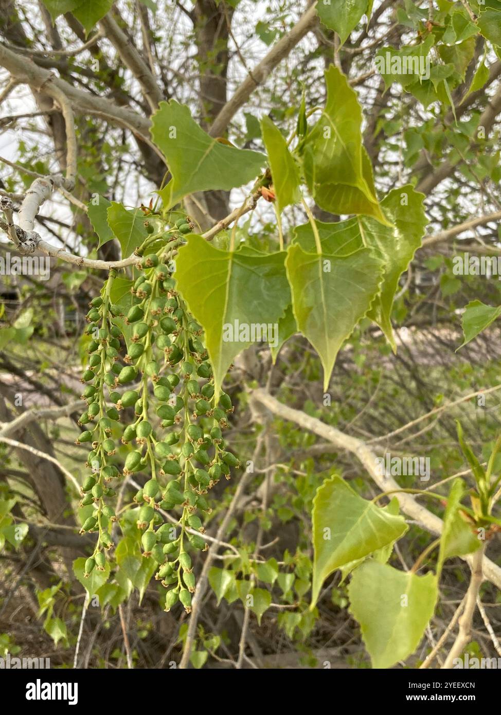 Eastern Cottonwood (Populus deltoides Stock Photo - Alamy