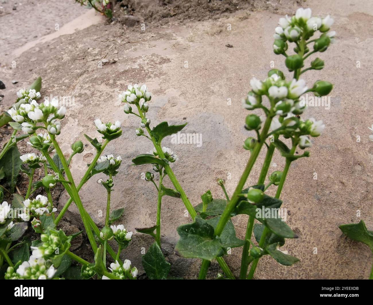 Danish Scurvy-grass (Cochlearia danica Stock Photo - Alamy