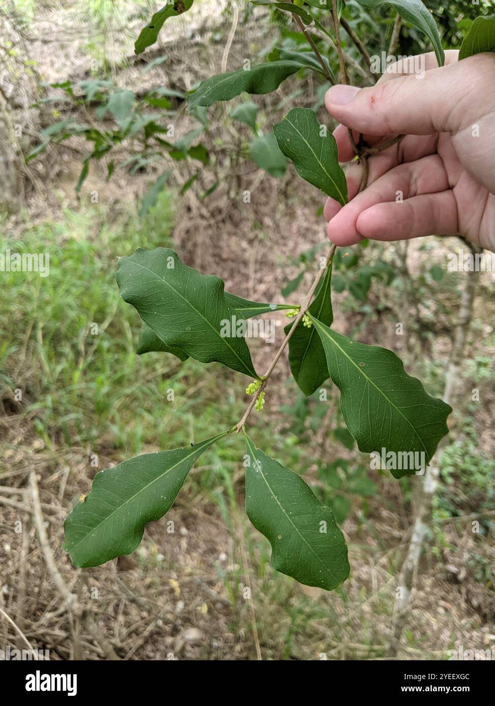 Large mock olive hi-res stock photography and images - Alamy