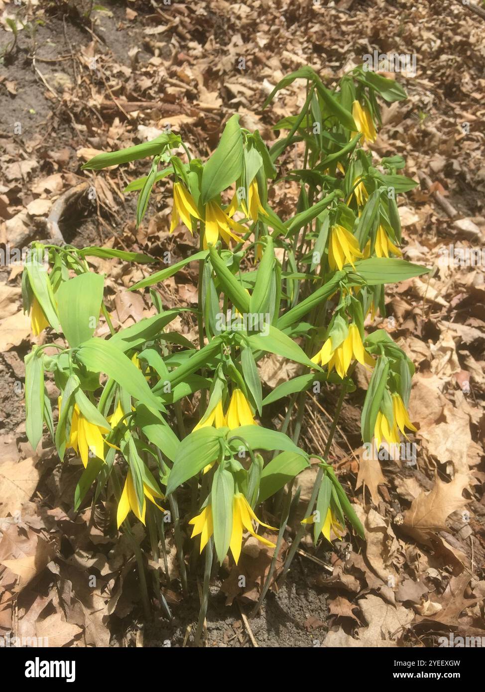 Largeflower Bellwort Uvularia Grandiflora Stock Photo Alamy