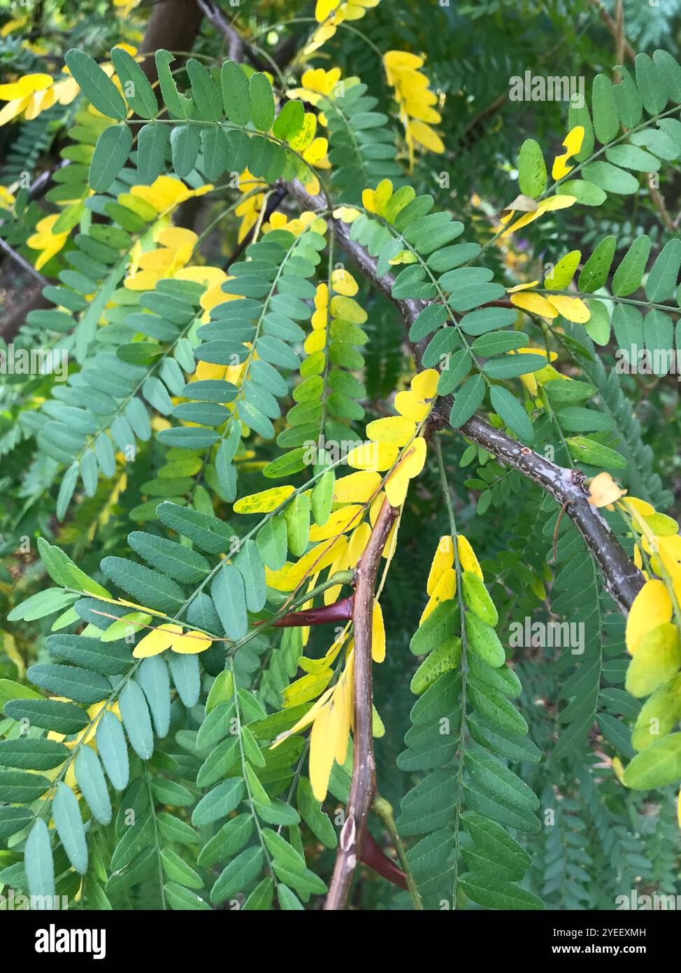 honey locust (Gleditsia triacanthos Stock Photo - Alamy