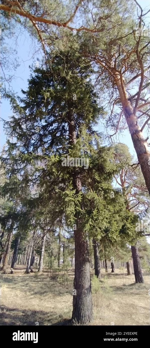 Siberian spruce (Picea obovata Stock Photo - Alamy