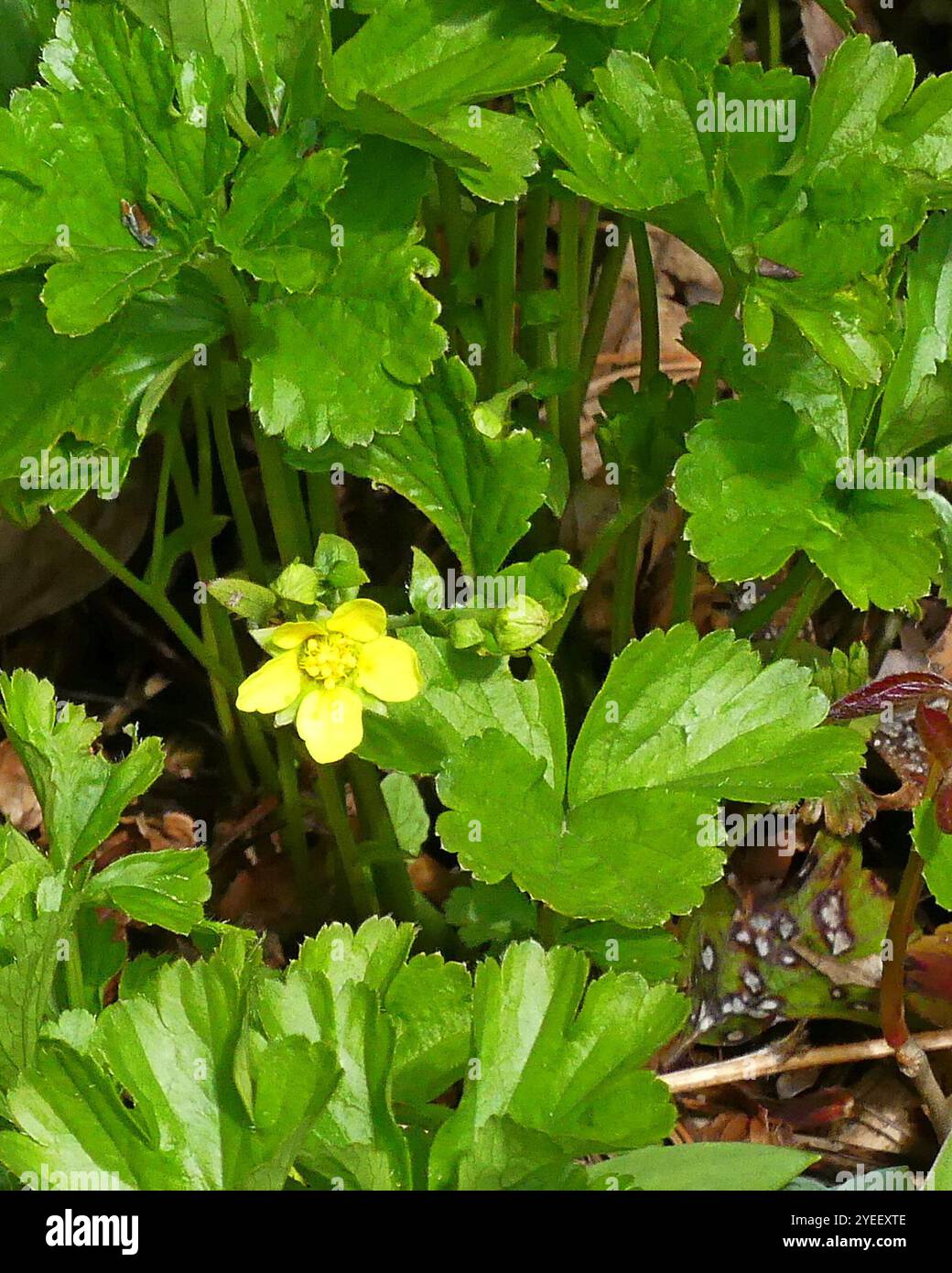 Appalachian barren-strawberry (Waldsteinia fragarioides Stock Photo - Alamy
